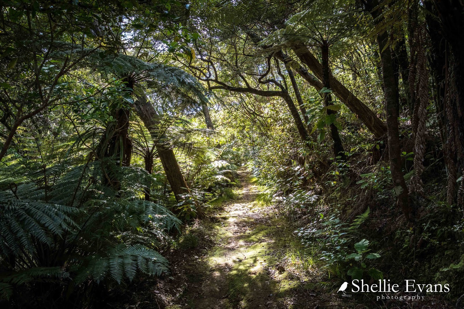 Two Go Tiki Touring: Perfect Puriri Bay- Part 2