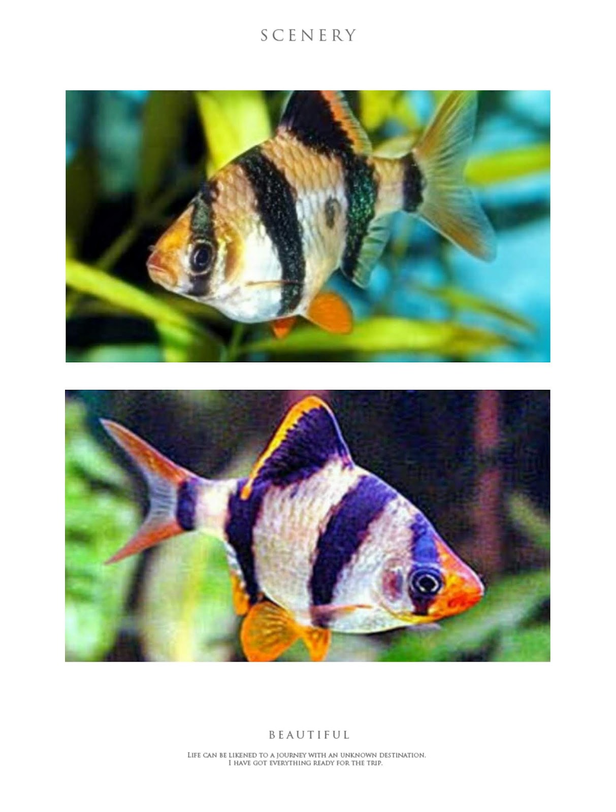 MUSLIM HOMEPAGE: Ikan Sumatera (Puntius tetrazona)