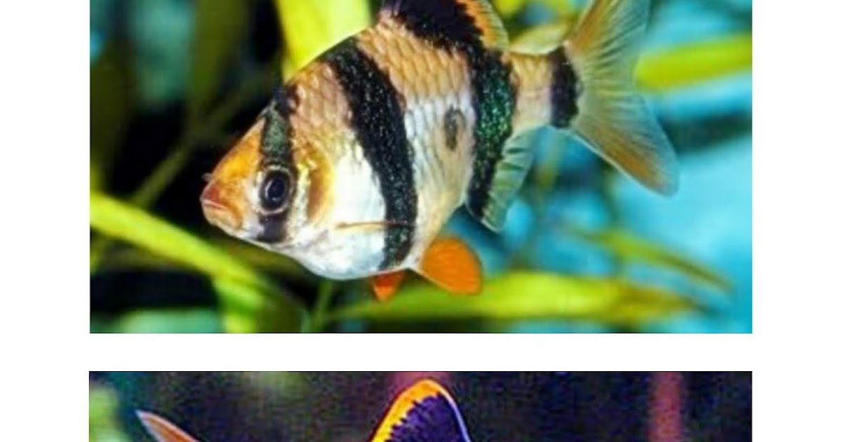 MUSLIM HOMEPAGE: Ikan Sumatera (Puntius tetrazona)