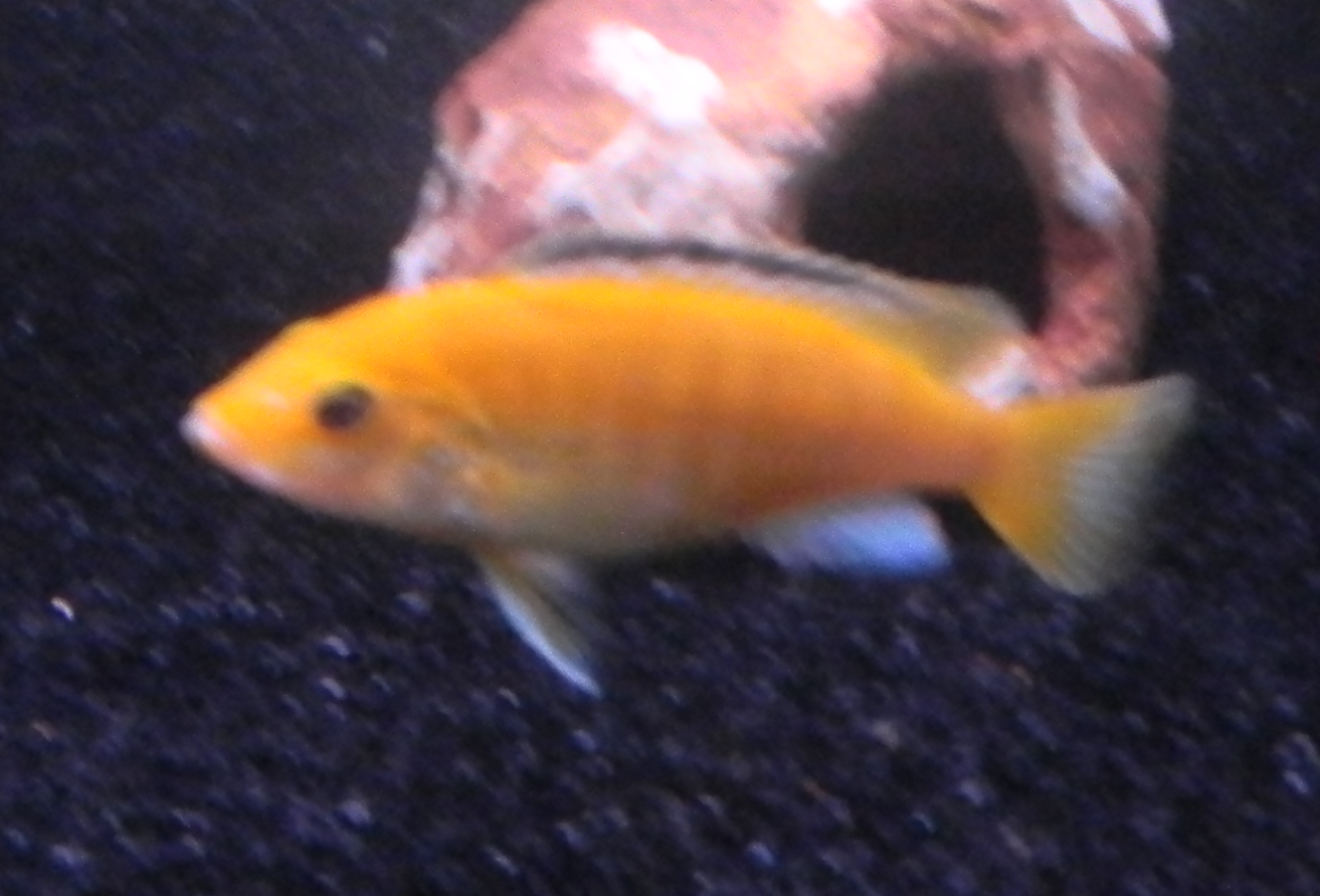 New Cichlid Breed