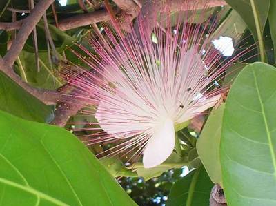 Bercerita dan Berinformasi yang UNIK: 5 bunga terlangka di dunia