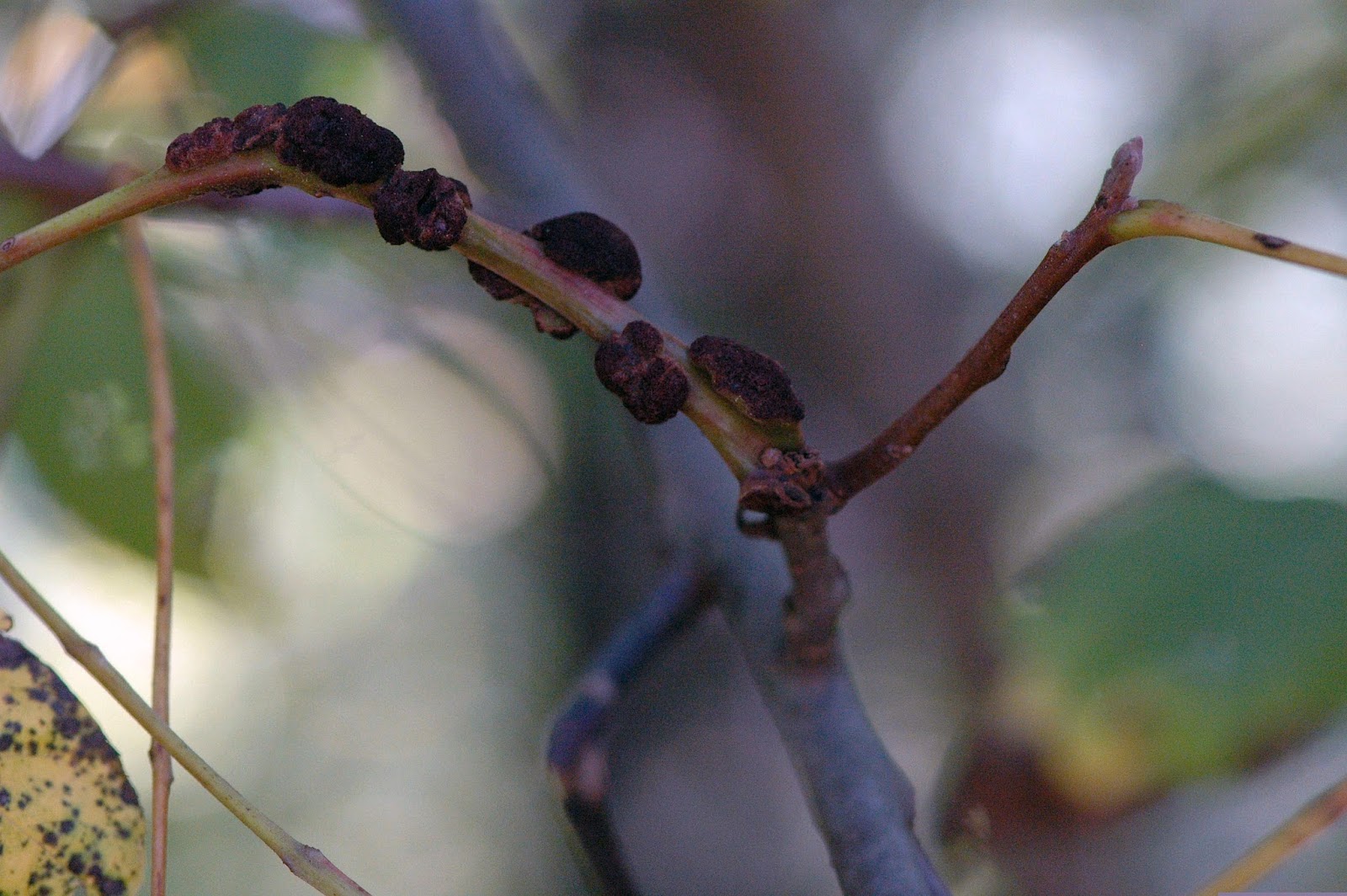 Field Biology in Southeastern Ohio: Plant Galls part 2