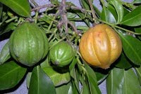 Dunia Tanaman: Buah Kandis