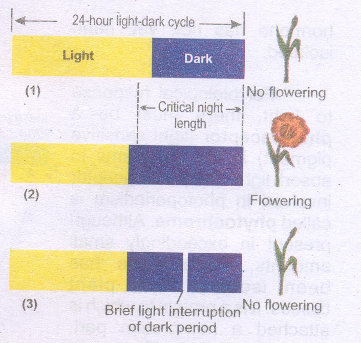 Knowledge Class: Photoperiodism