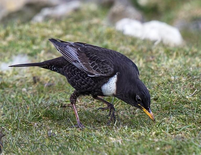 Glamorgan Rarities Committee: Ring ouzel