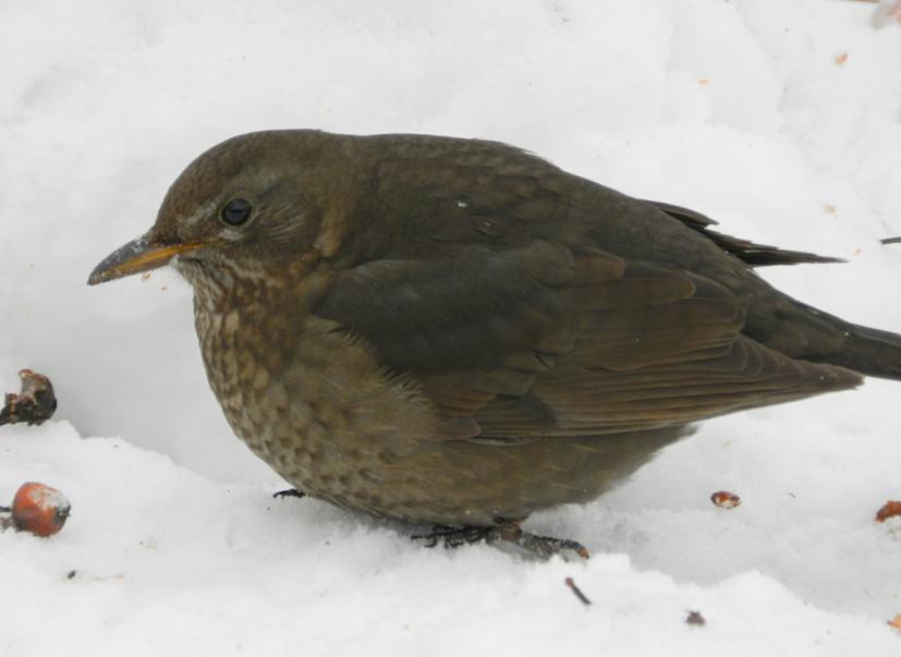 BIRDS PAINTINGS by MICHAŁ MOLICKI: ZIMOWE PTAKOLICZENIE ZAKOŃCZONE