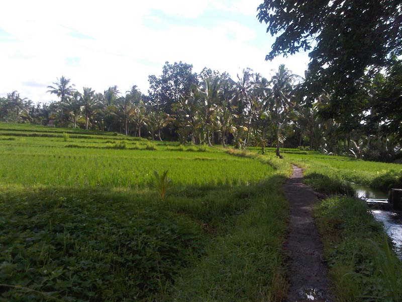 Ubud Through Rice Fields | Ubud Scooter Rental