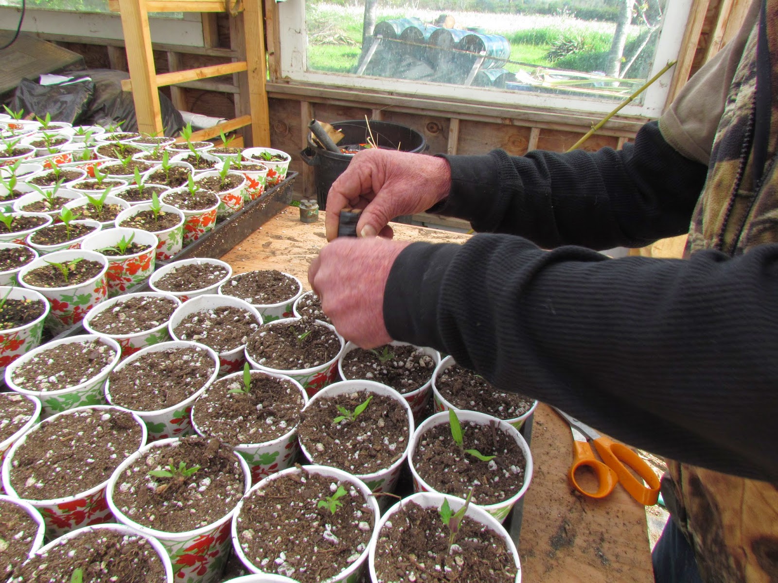 Seed Revolution Now!: Red Ruffled Pimiento