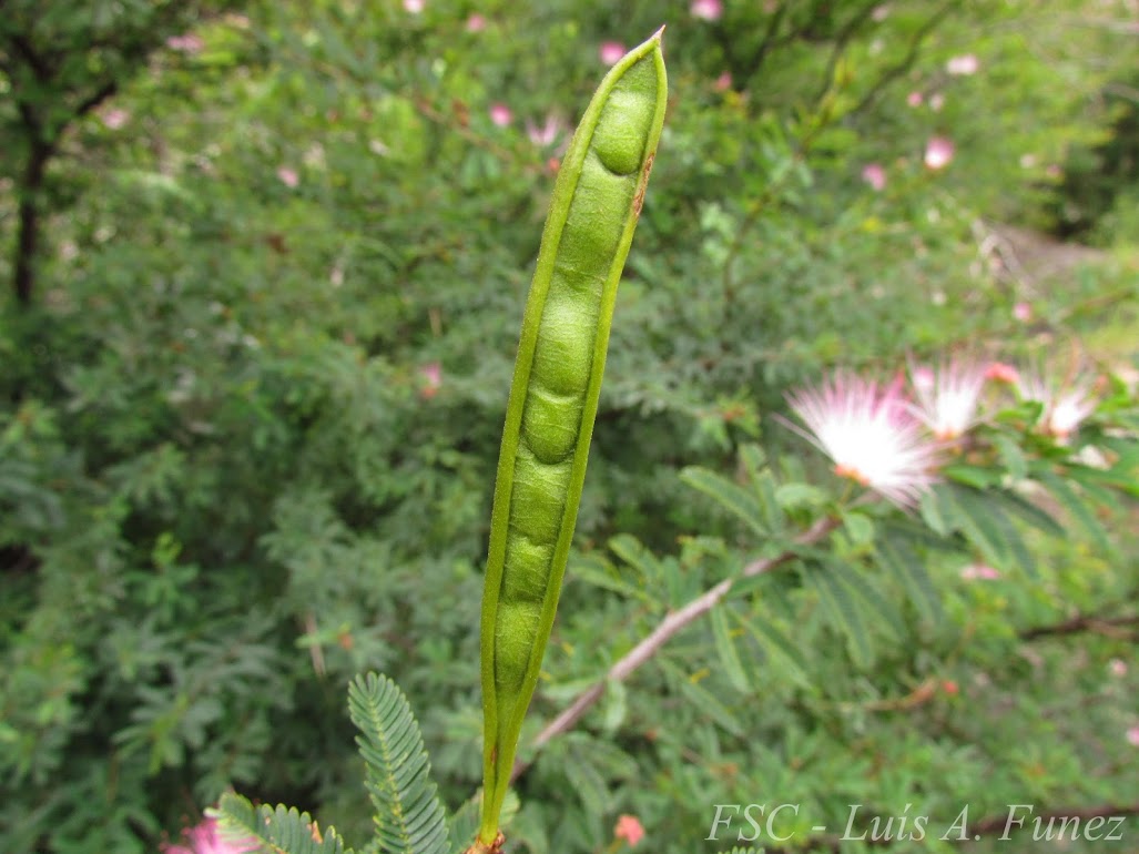 Jardim Tupiniquim: Caliandra-vermelha, Esponjinha vermelha (Calliandra ...