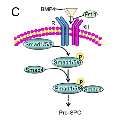 Anti-fibrosis: Fstl1 is a BMP4 signaling antagonist in controlling ...