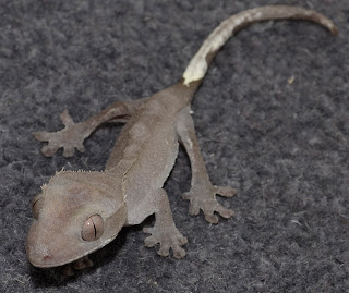Crested Geckos Blog: Grey Geckos Photos