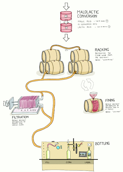 Ever Wonder How Red Wine is Made?
