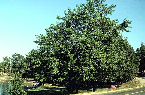 Compañeros de viaje: Arce rojo (Acer rubrum)
