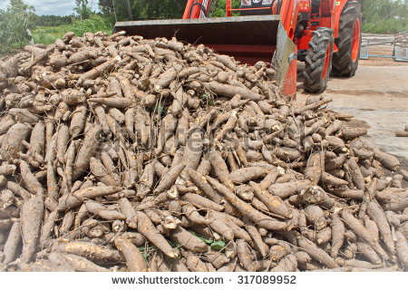 FEDERAL DEPARTMENT OF AGRICULTURE: CASSAVA VALUE CHAIN, THE JOURNEY SO FAR