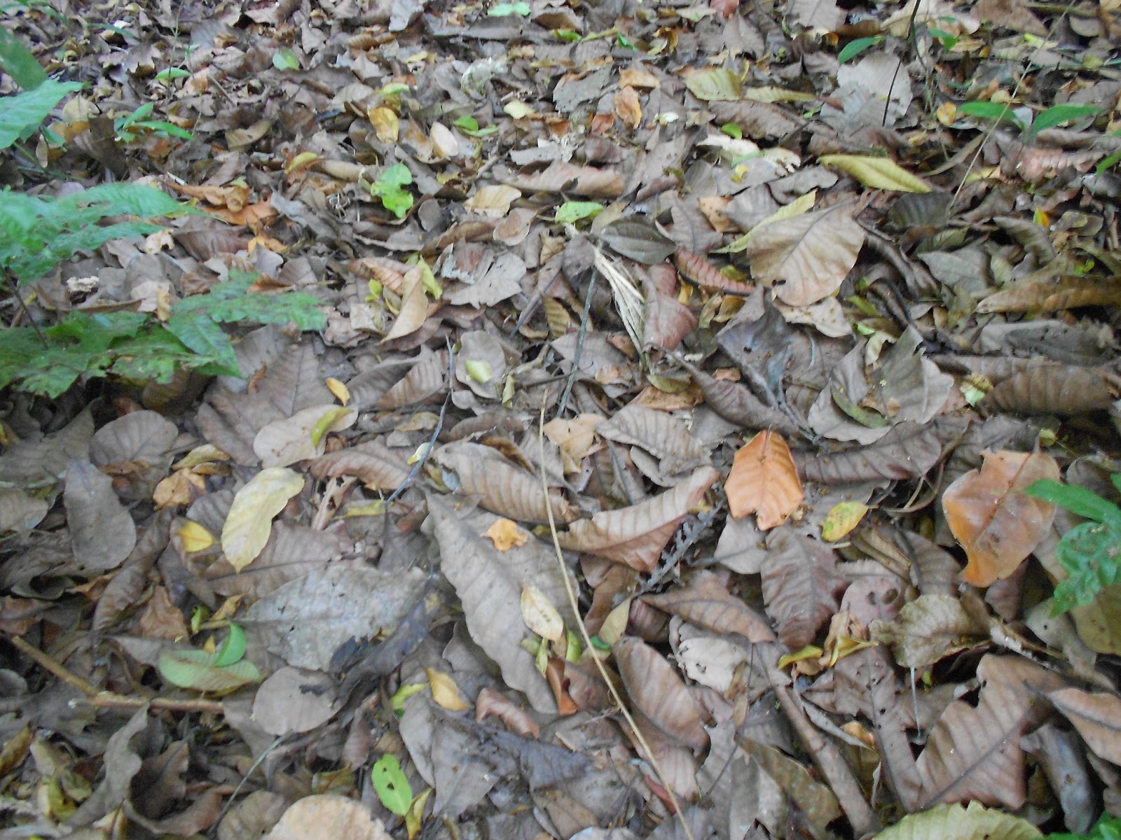 Rambling 'round the Rainforest: Recycling in the Forest