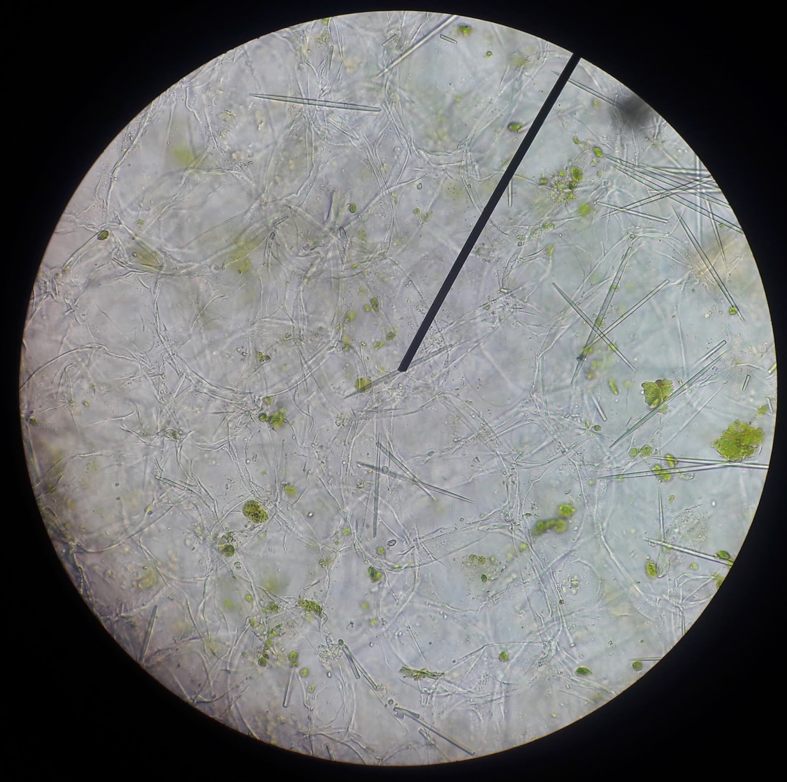 Plantas salvajes: Laboratorio N°1