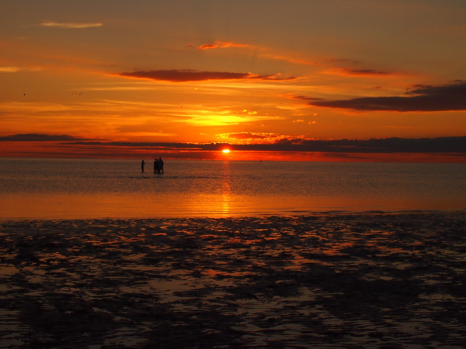 Black Swamp Cornucopia: First Encounter Beach, Cape Cod, Massachusetts