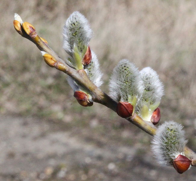 American Pussy Willow Tree