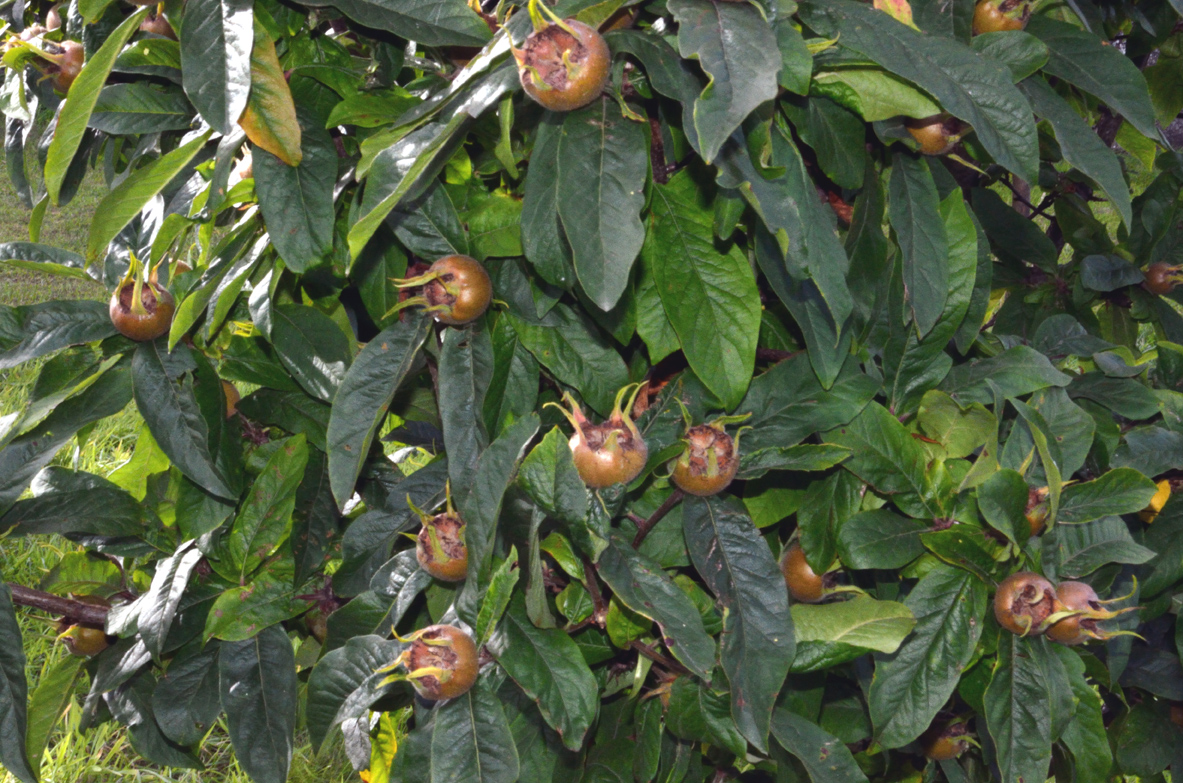North Fife: Medlars Newburgh North Fife