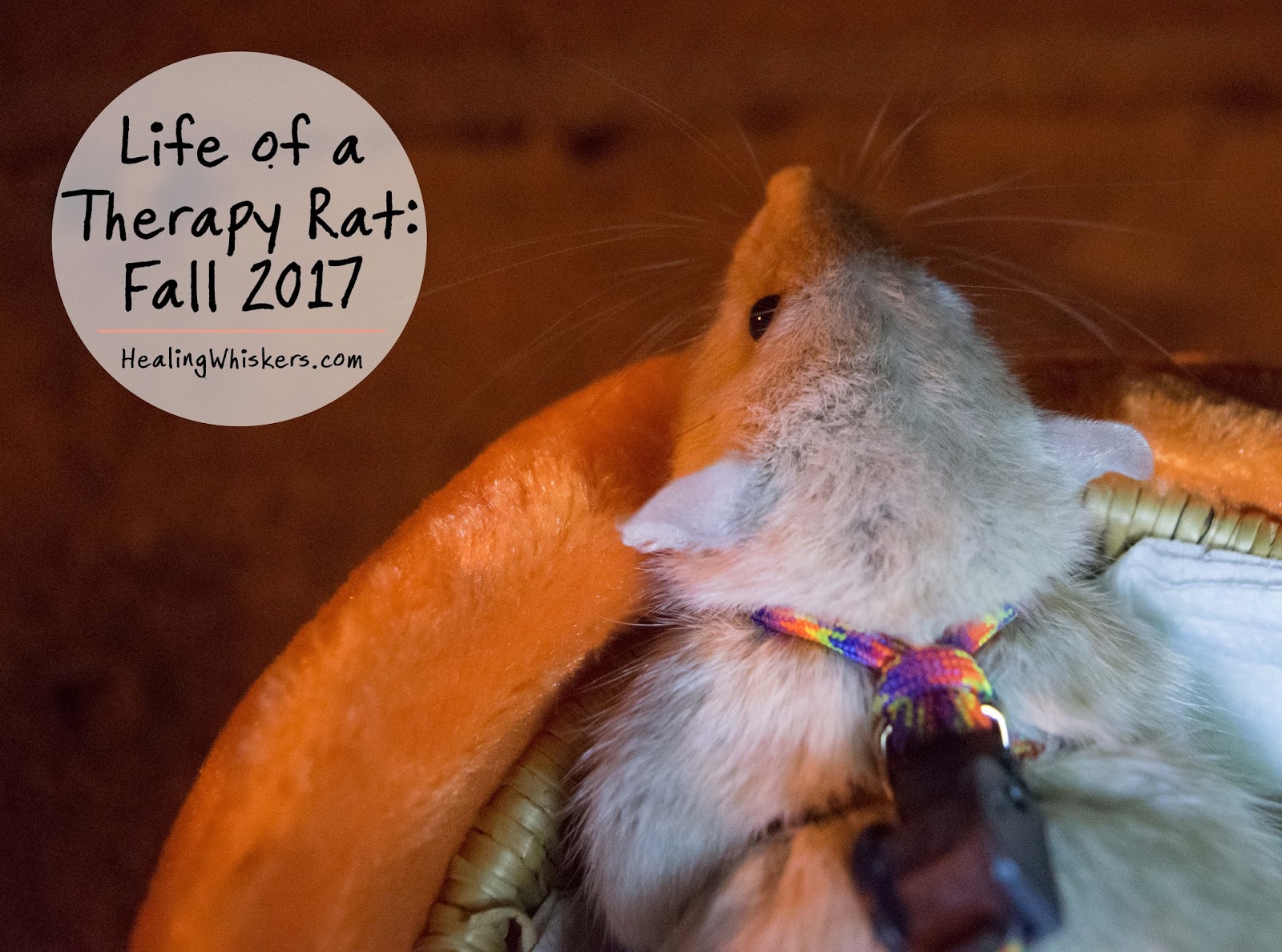 Healing Whiskers: Life of a Therapy Rat: Fall 2017