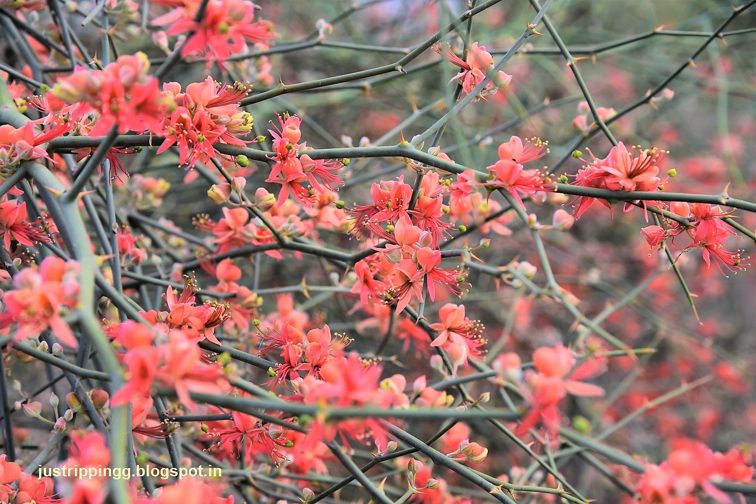 Just Tripping!: A View to the Starry Kareel