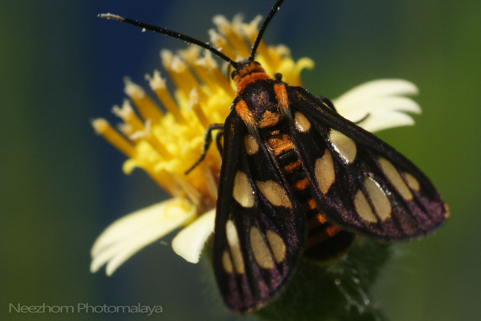 Moth wings patterns collection ~ Neezhom