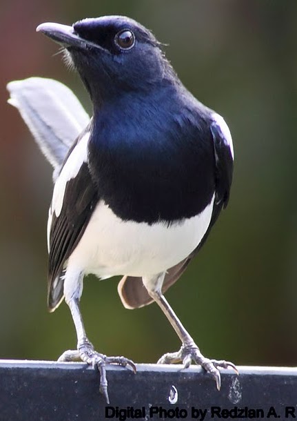 We love Our Bangladesh: Magpie Robin known as Doyel/Doel is the ...
