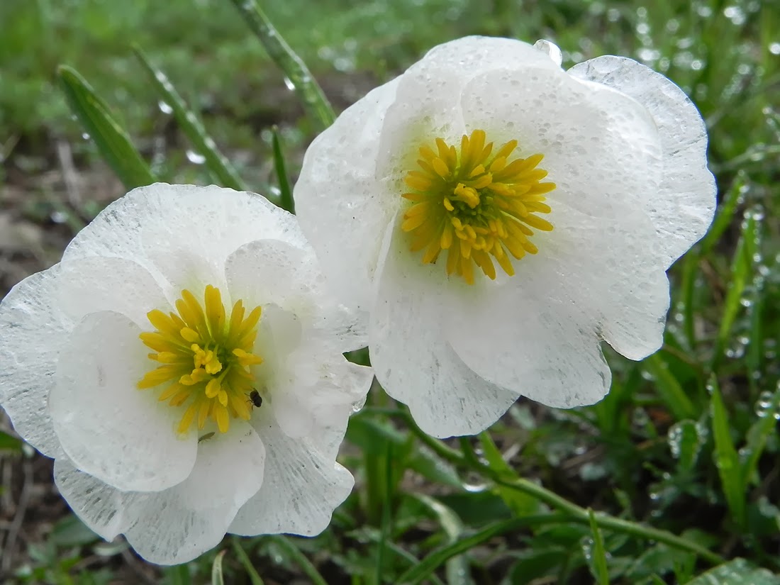 FLORA DE PIRINEOS: Ranunculus amplexicaulis L (Puerto del Portalet ...
