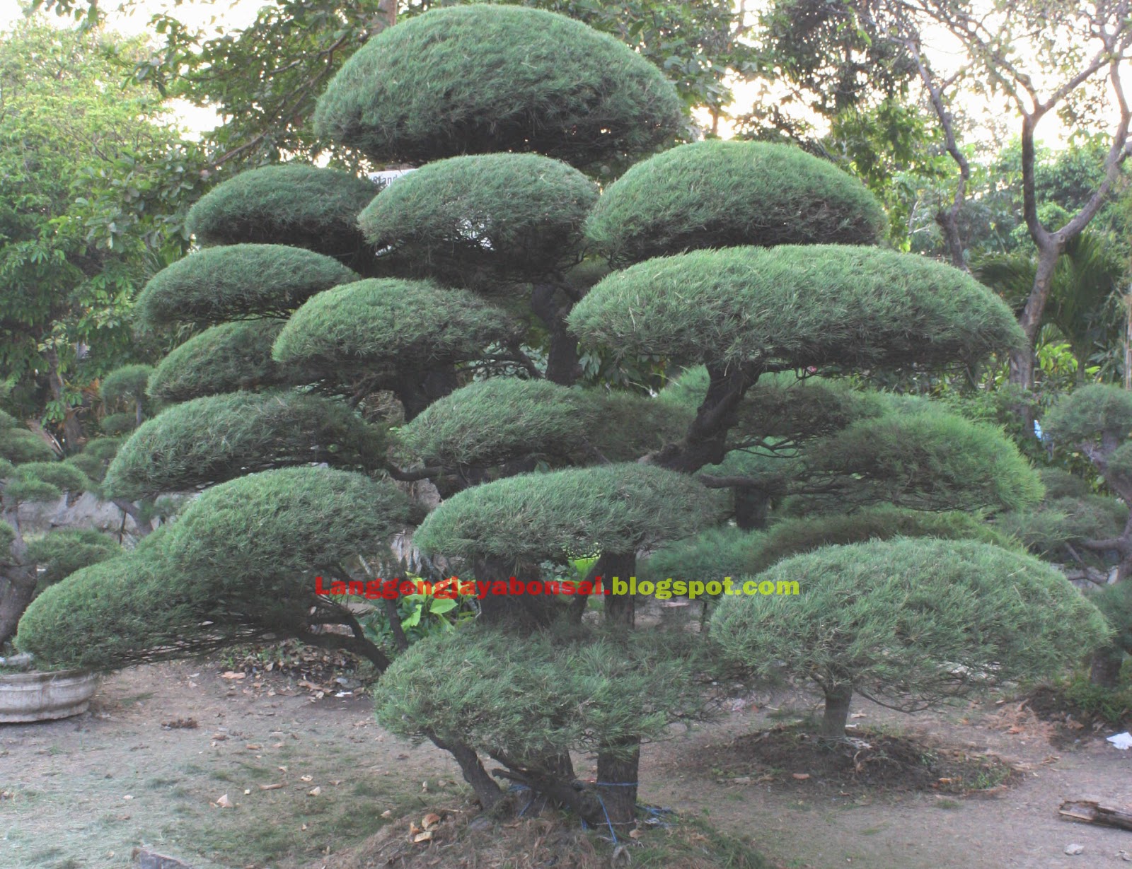 Cemara Udang C0028 | LJB