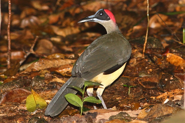 Rockjumper - Worldwide Birding Adventures: Picathartes – Africa’s ...