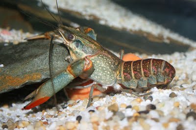 Celebrating Singapore's BioDiversity!: Have a Crabby National Day!