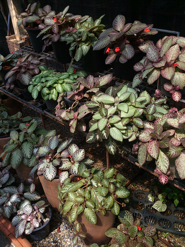Pirate's Playground: Episcia in Phitsanulok Flower Market