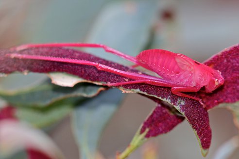 White Wolf : Photos of the Very Rare Pink Katydid