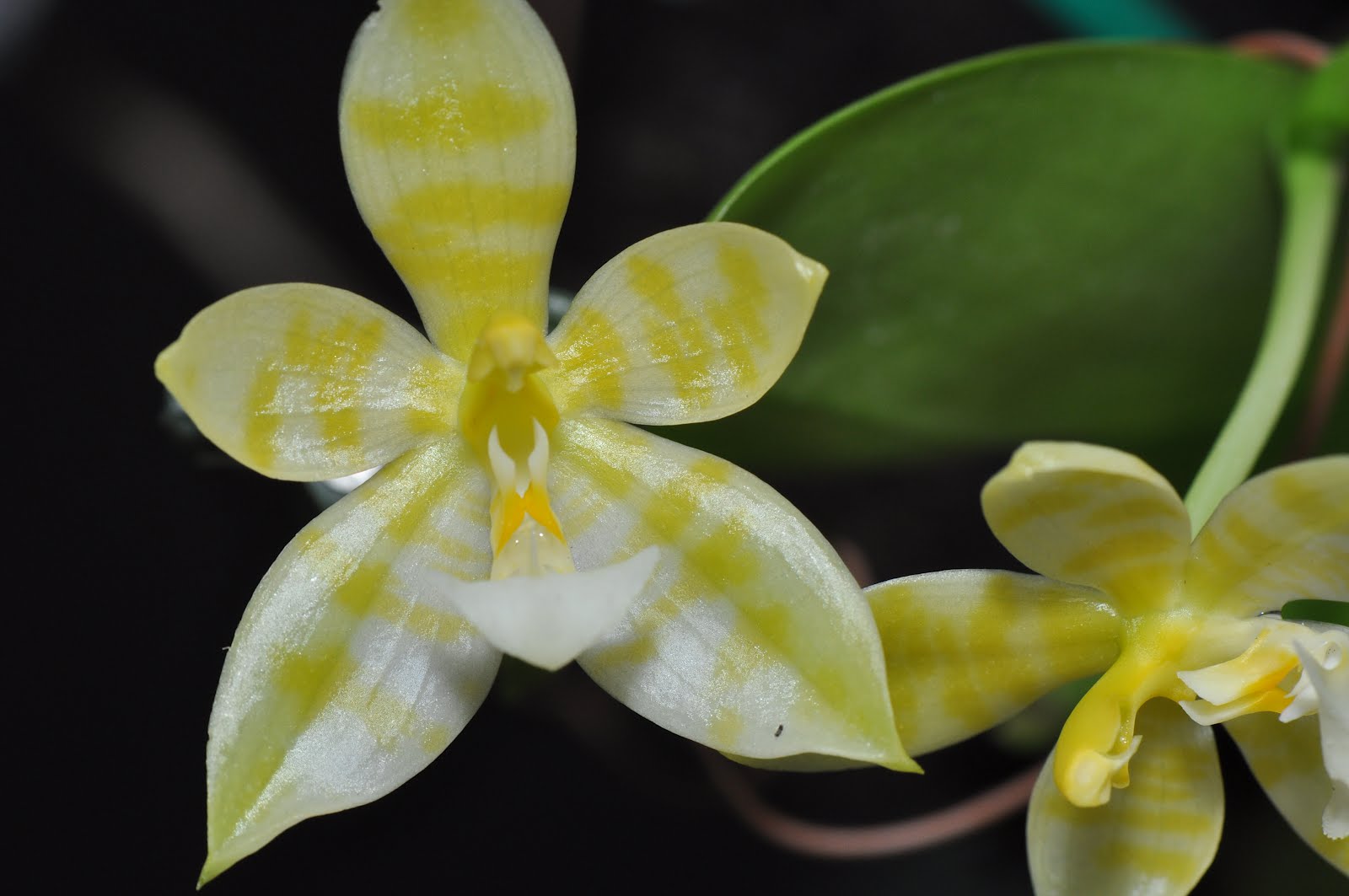 Chia's Orchid: Phal.Princess Kaiulani x Phal.Cornu Cervi f.Flave,Phal ...