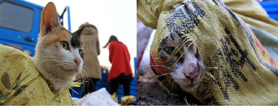 SOLYMONE BLOG: 500 CATS DESTINED FOR COOKING POT IN CHINA, SAVED