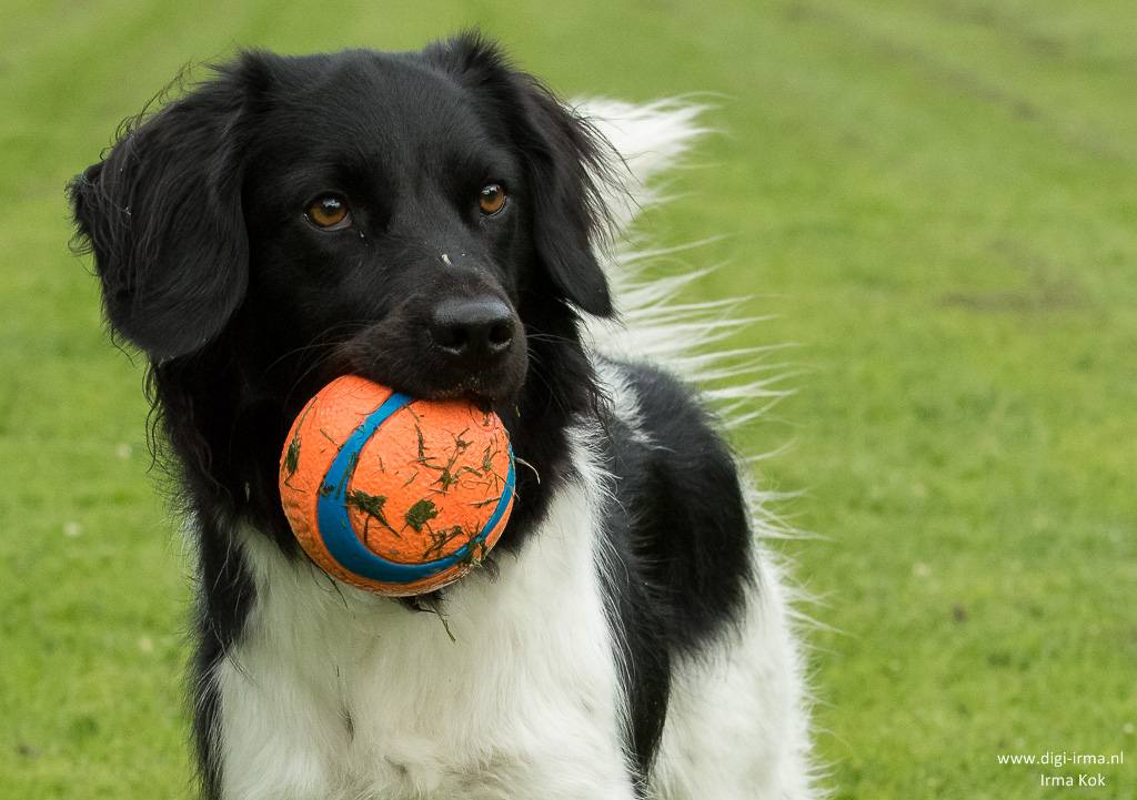 Irma's Natuurbeleving: Friese Stabij