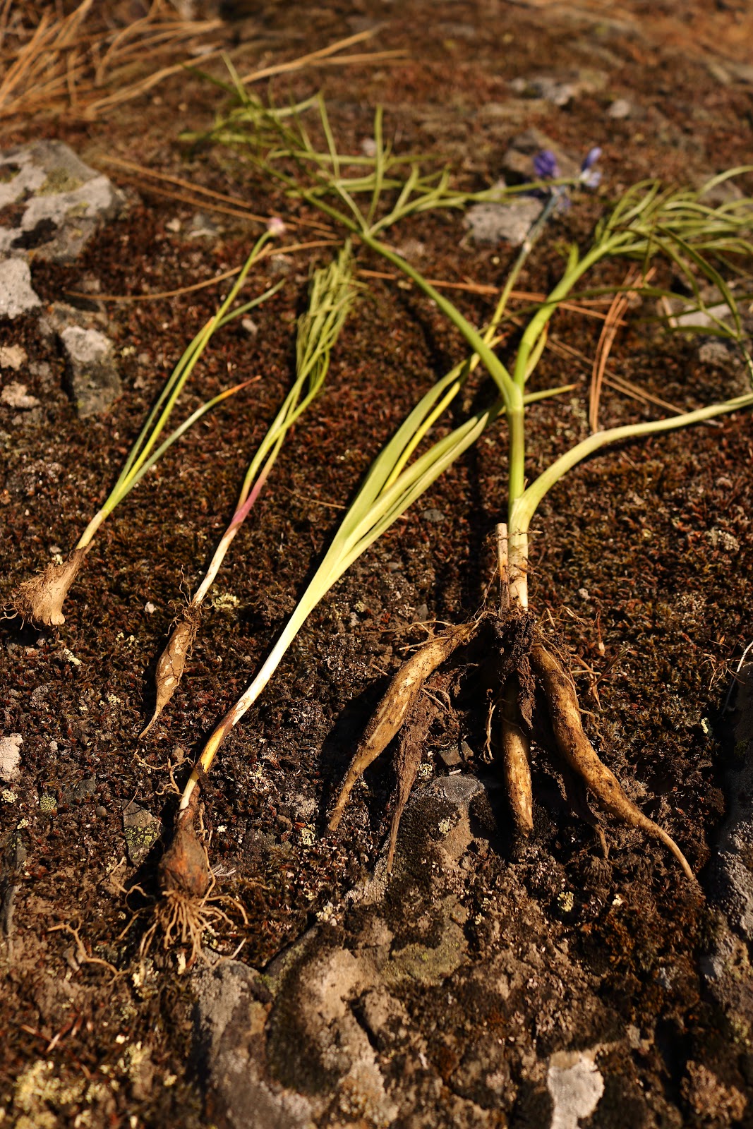 s u l u s t u: Camas Therapy