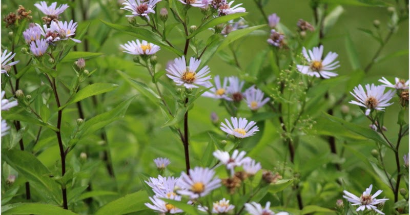 Hallatar : Syysasteri