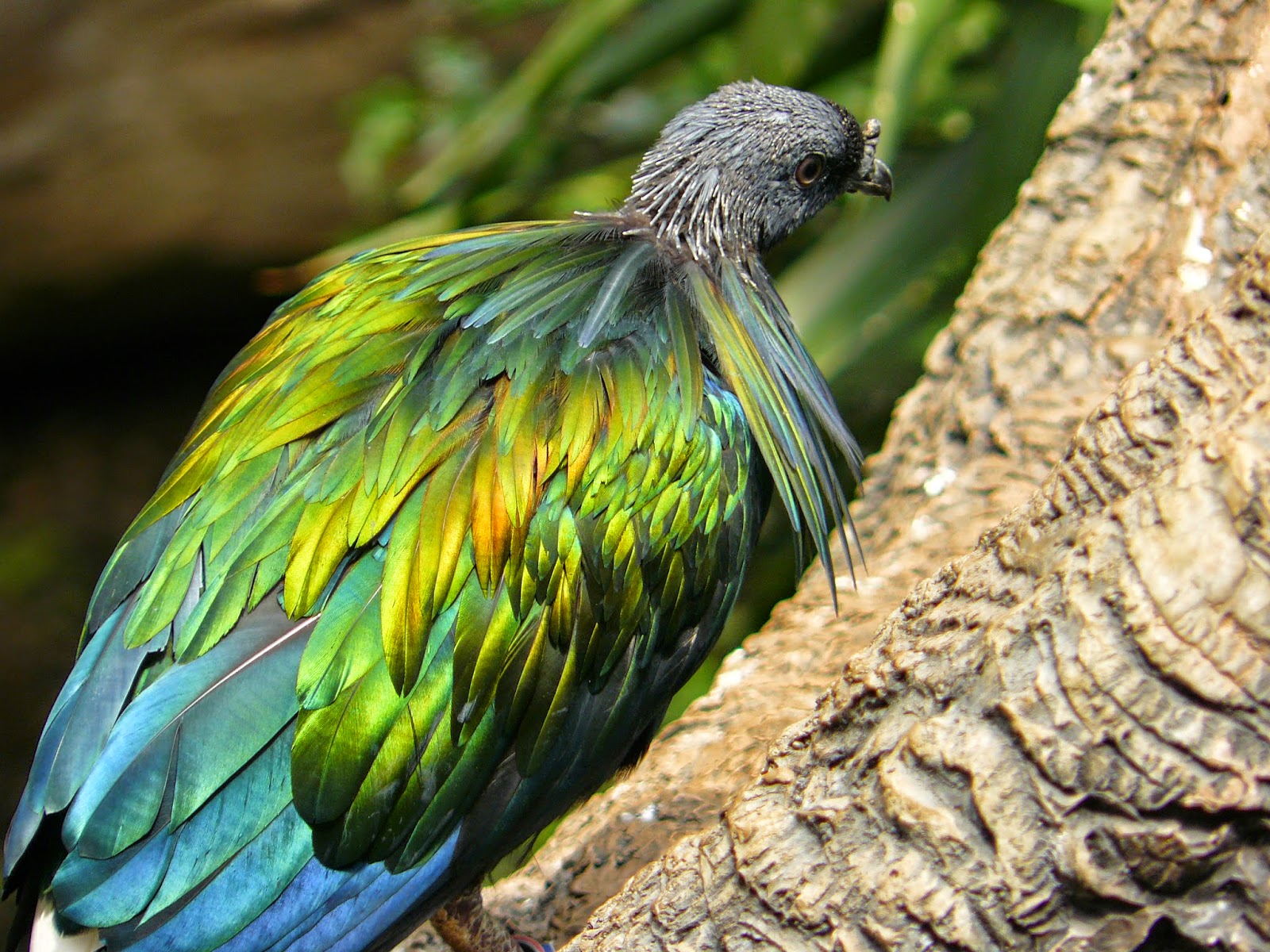 NICOBAR PIGEON photos - wallpapers | the fun bank