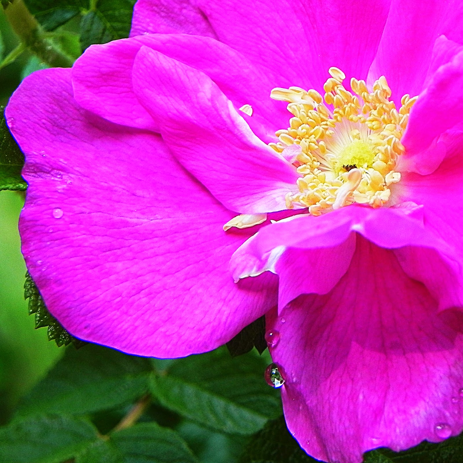 Power of the Flower: Blooming flowers, June 3, 2014....the first rugosa ...