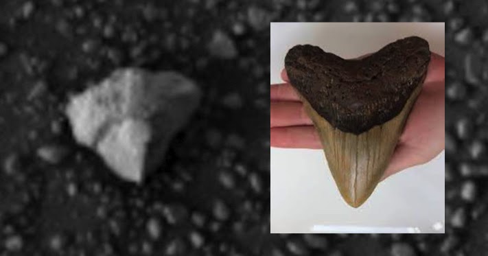 UFO SIGHTINGS DAILY: Hand Size Fossil Tooth or Claw Right In Front Of ...