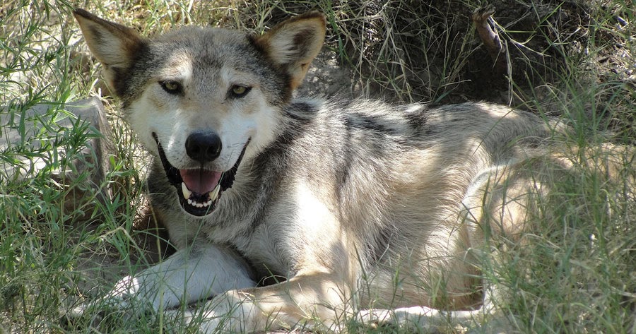 White Wolf : 5 Rare Gray Wolves Released to Boost Population