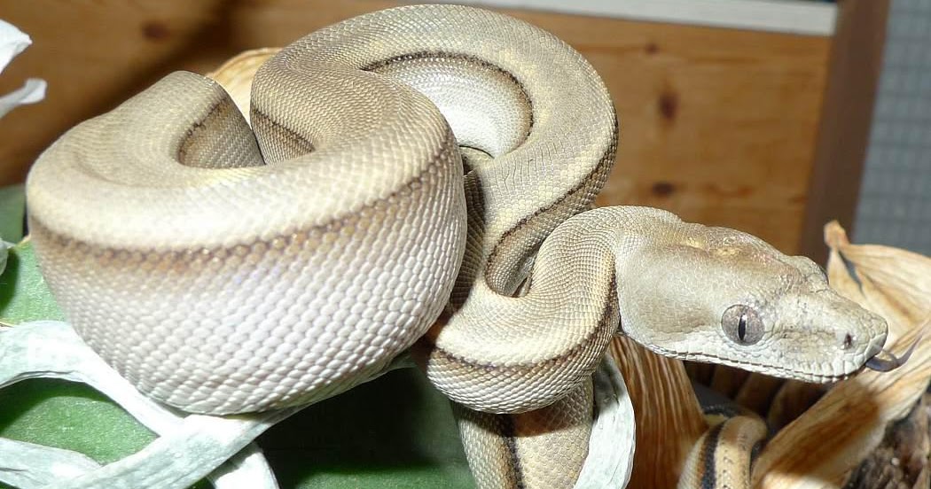 Specii de Serpi Rare - Sarpele Boa Argintiu | WORLD ANIMALS