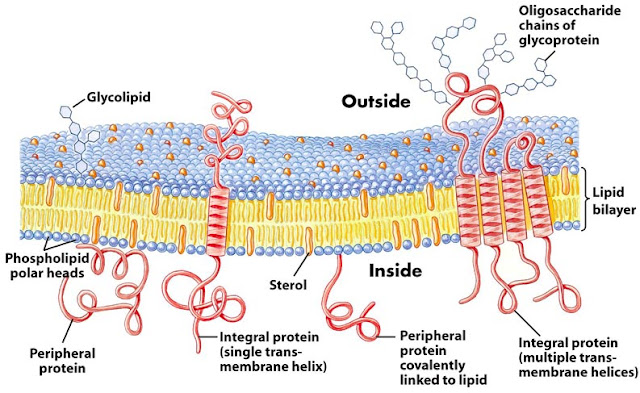 Biochemistry: Fluid Mosaic Model OR Lipid Bilayer Structure of Cell ...