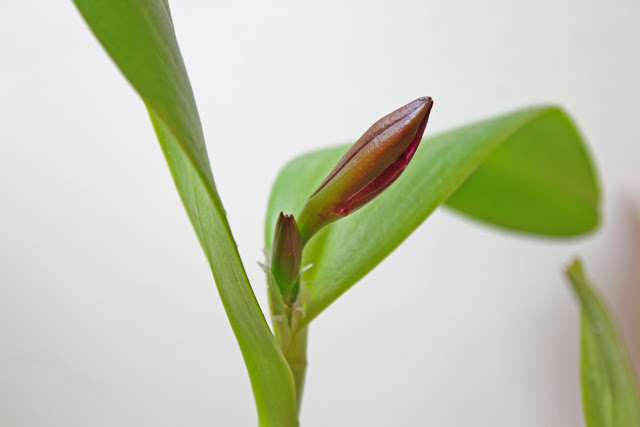 Maria's Orchids: 05/01/2012 - 06/01/2012