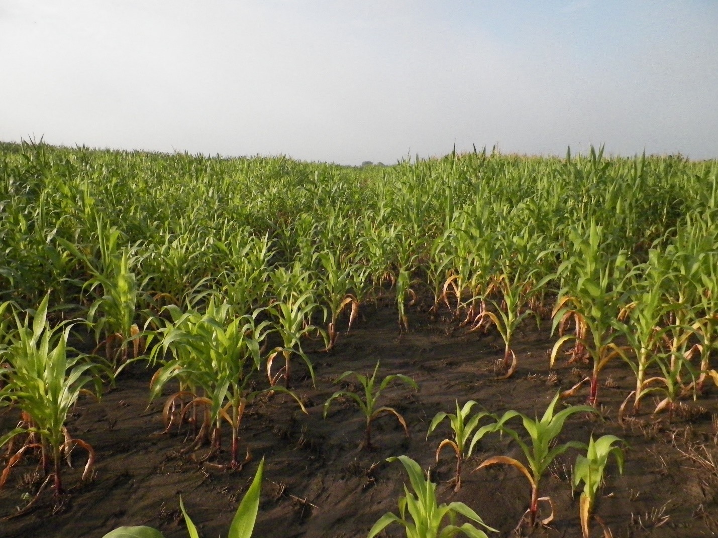 Planting conditions set stage for 2018 crops
