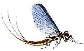 El Mundo en Ciencias: Evolución de las alas de los insectos