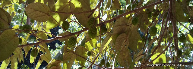 Guácimo (Guazuma ulmifolia Lam)