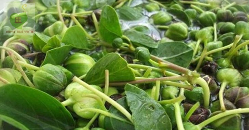 MS Hastalığı İçin Kapari Bitkisinin (Gebre Otu) Kullanımı ve Faydaları ...