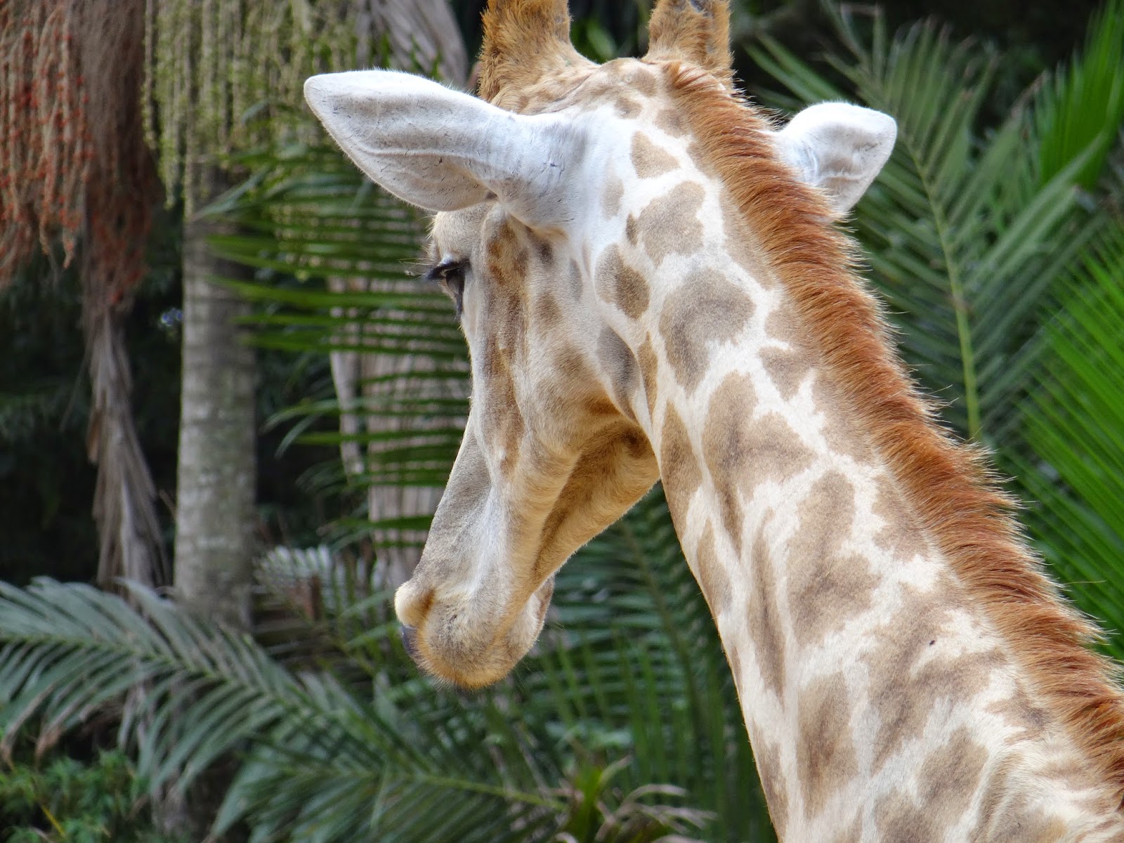 Blog do Ademir Carosia: Girafa